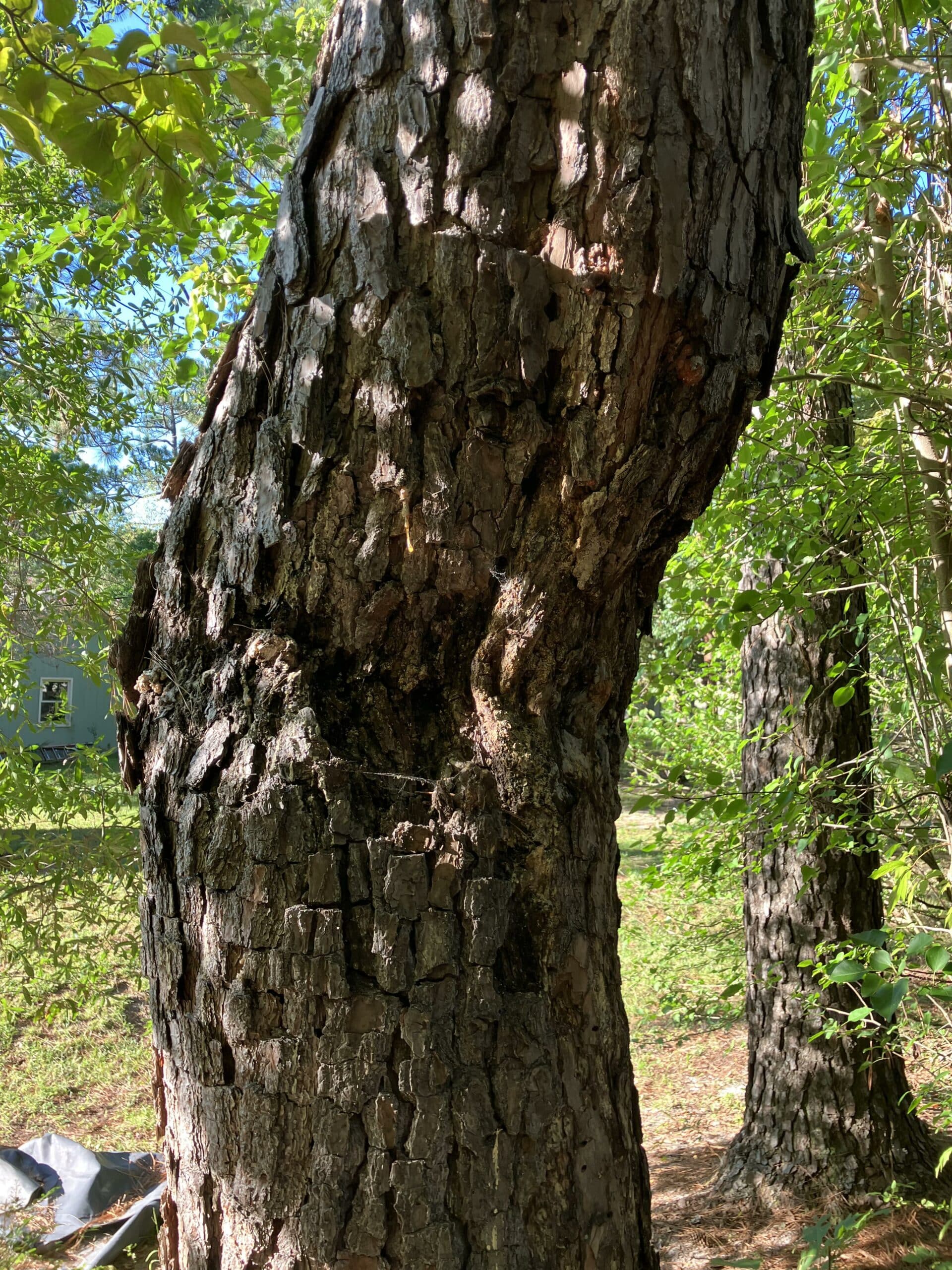 Common Tree Problems to Watch Out For - Southern Pines Tree Service